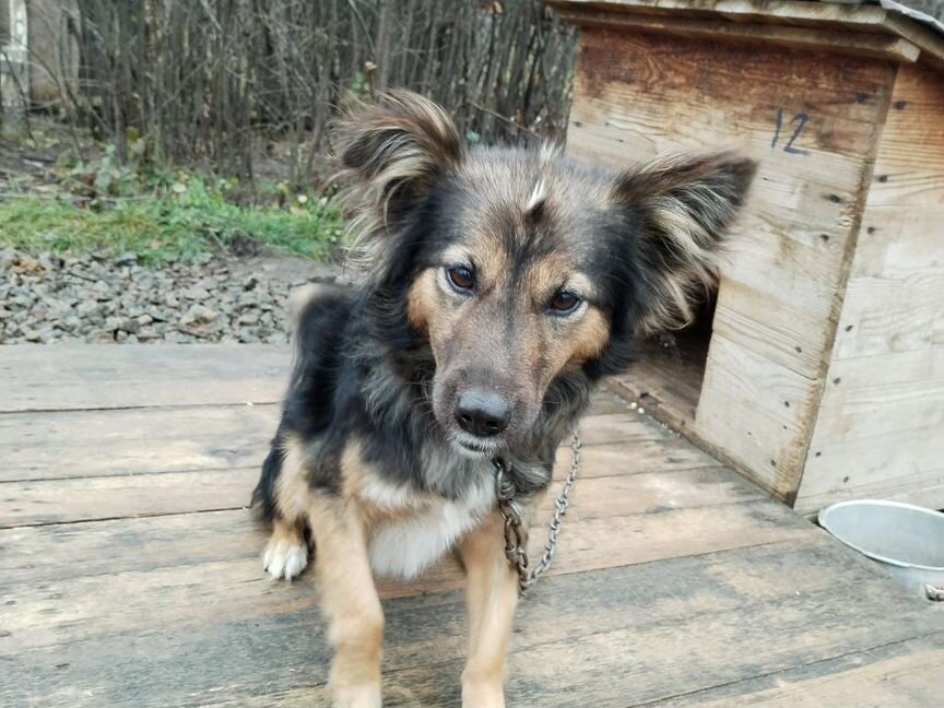 Небольшая собачка