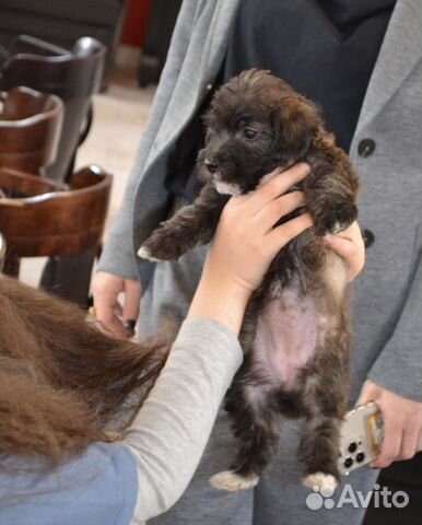 Щенки метисы маленькие