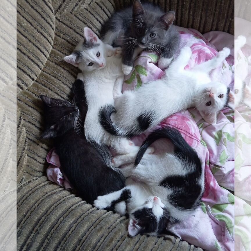 Котячий аттракцион