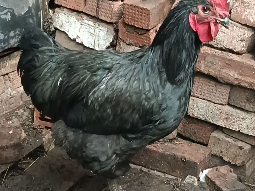 Петух джерсийский гигант