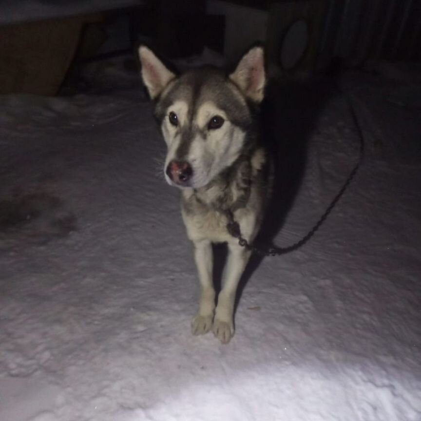 Джек пёс в добрые руки