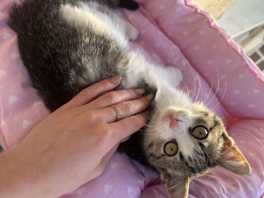 Котеночек