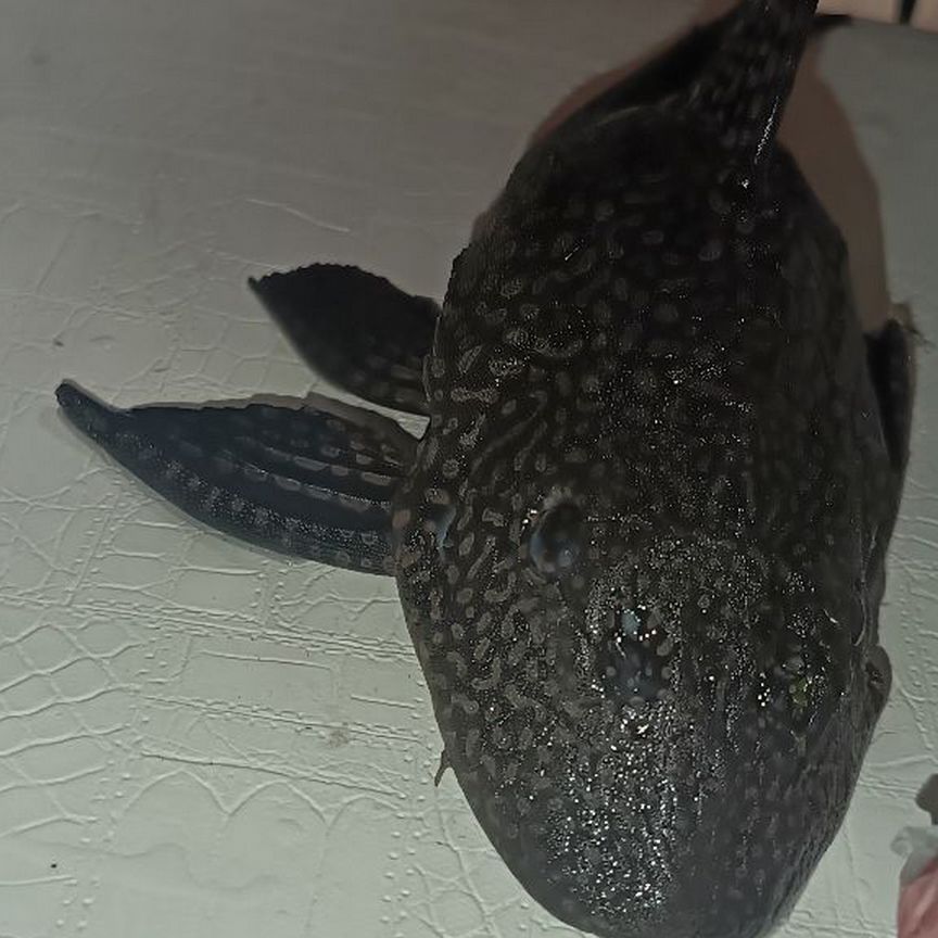 Сом птеригоплихт парчовый