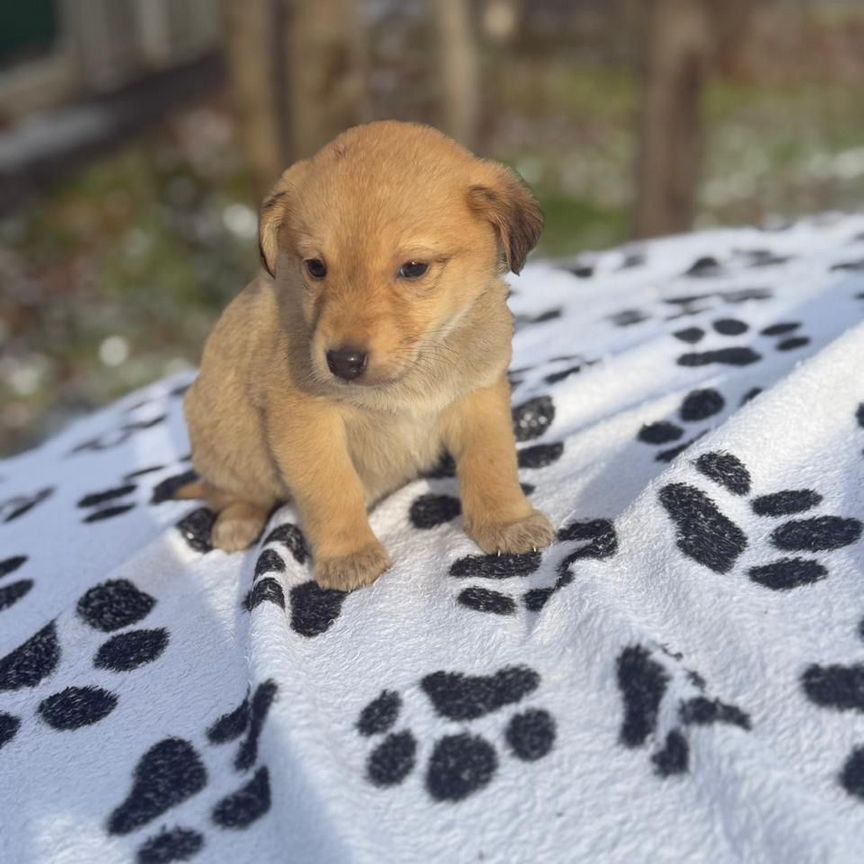 Щенок в добрые руки