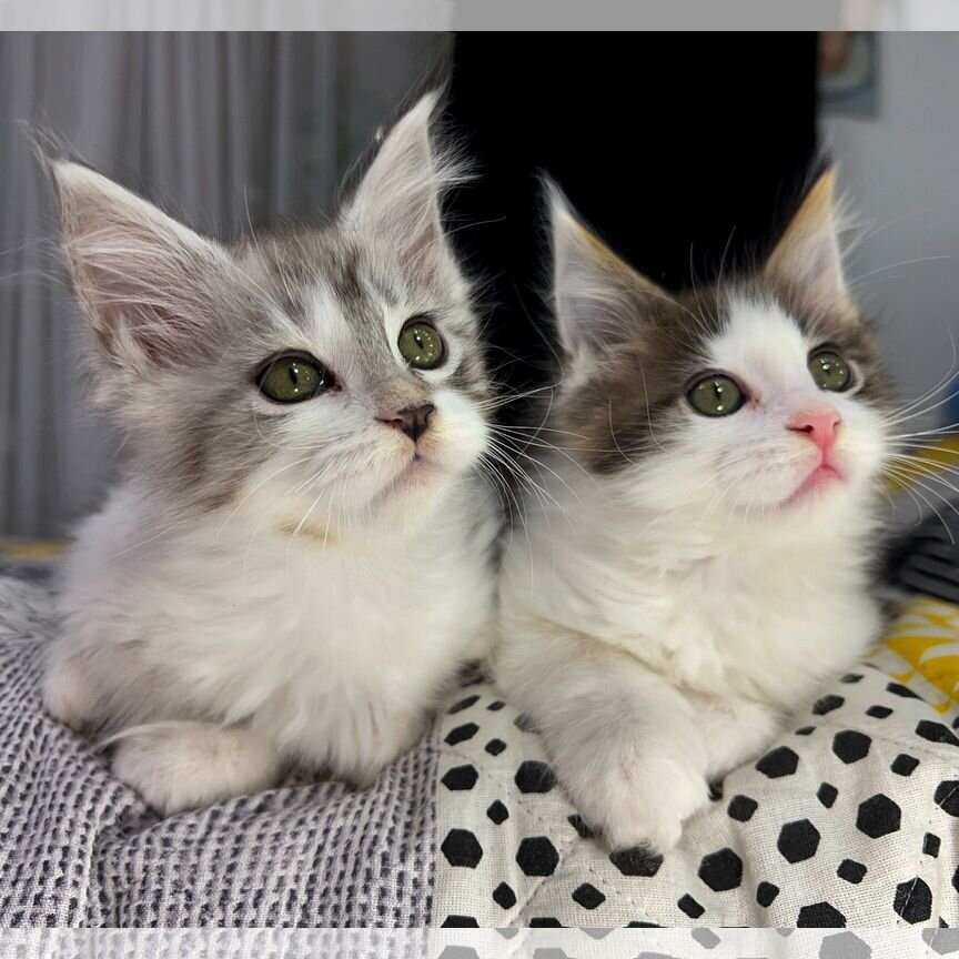 Мейн-кун котёнок