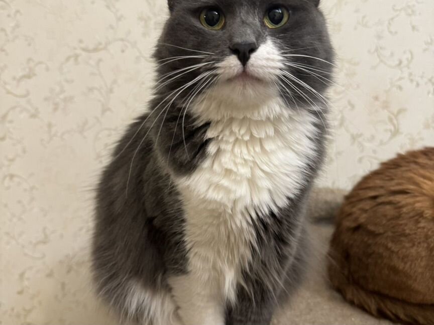 Кошка