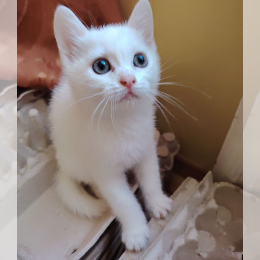 Котёнок в добрые руки