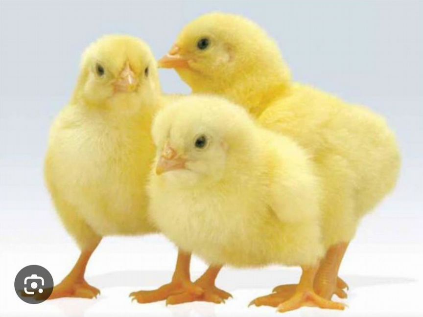 Цыплята коб500 испания суточные, вывод 5апреля