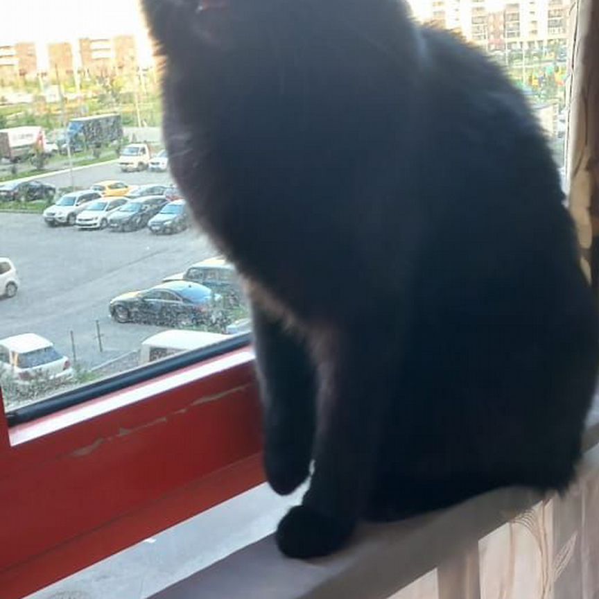 Отдам кошку в свой дом