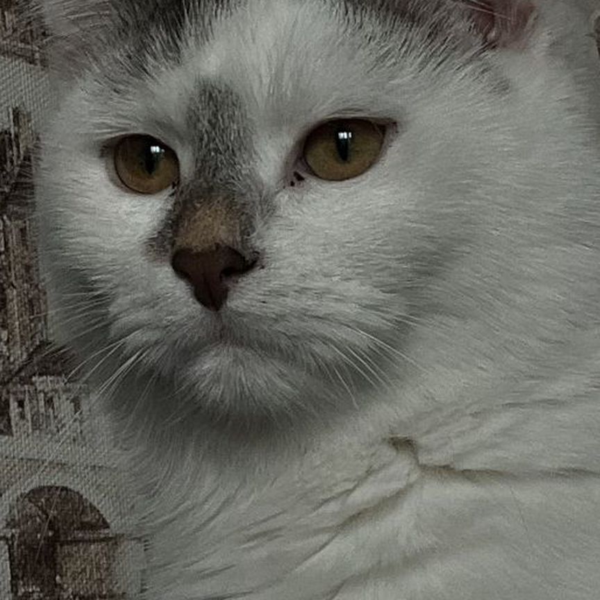 Турецкий ван котёнок