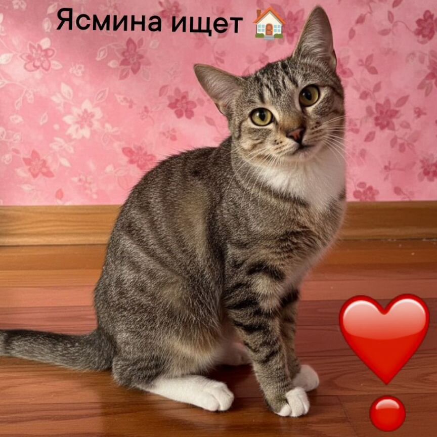 Взрослая, кошка в добрые руки