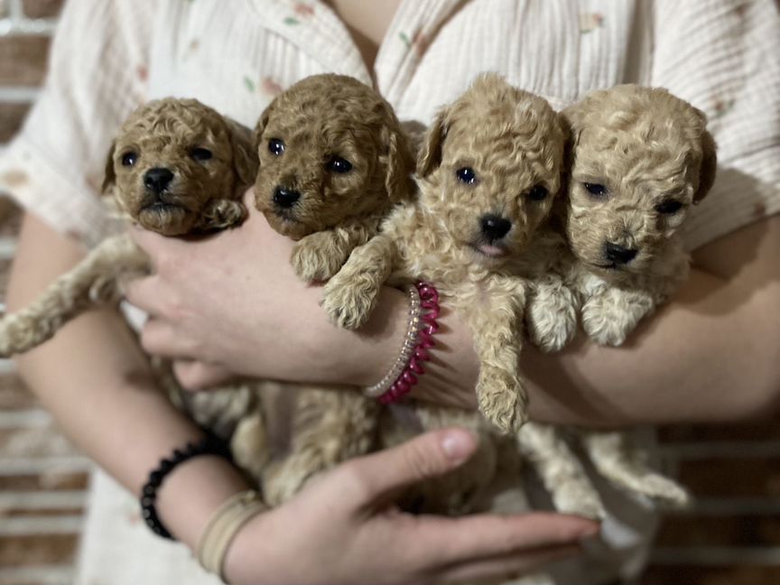 Щенки мальтипу мини