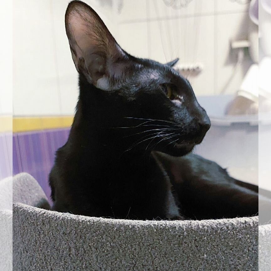 Ориентальный котёнок