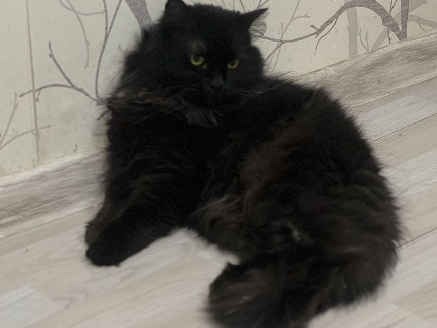 Черная кошка и кот ищу дом