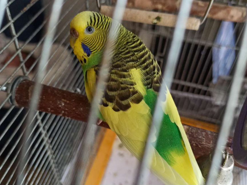 Волнистый попугай (самочка)