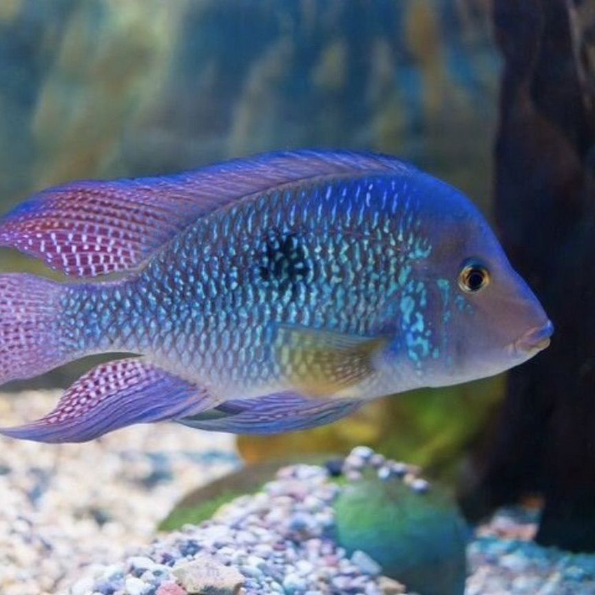 Геофагус бразильский