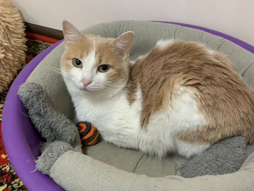 Милашка Зайка в семью