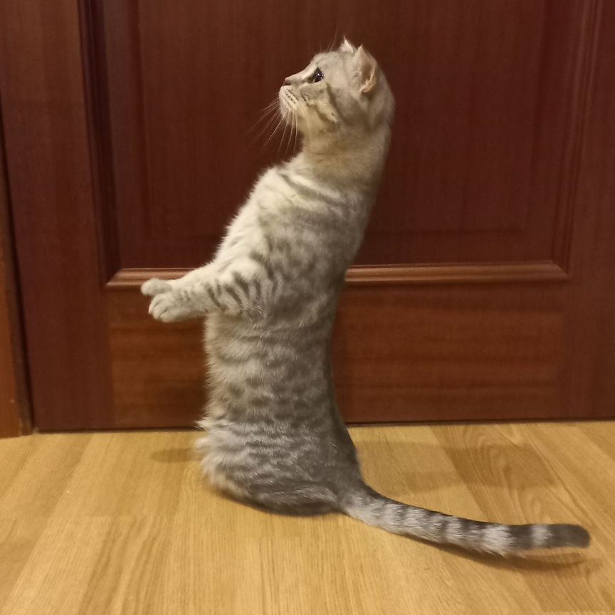 Кошка шотландская