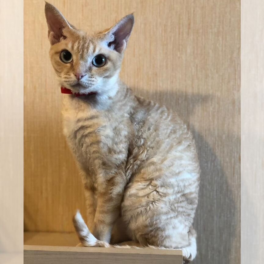 Девон-рекс, взрослая кошка