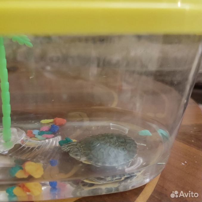 Черепашка маленькая