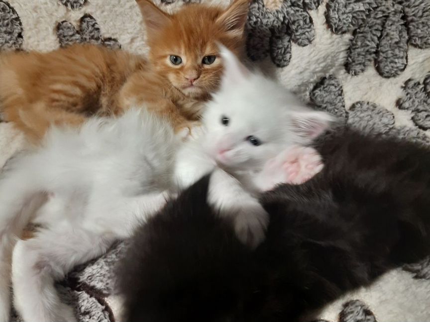 Котята мейн-кун