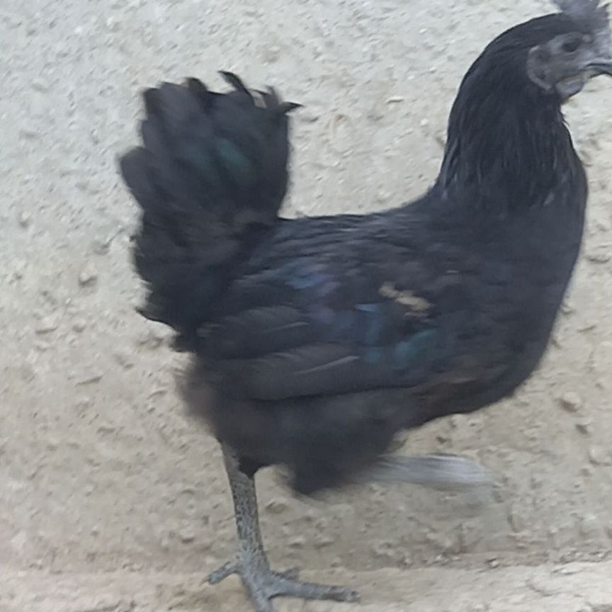 Петух Ухейилюй