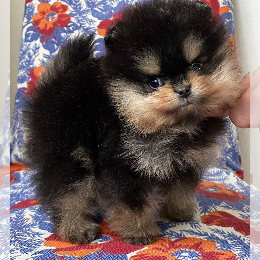 Померанский шпиц мини мальчик