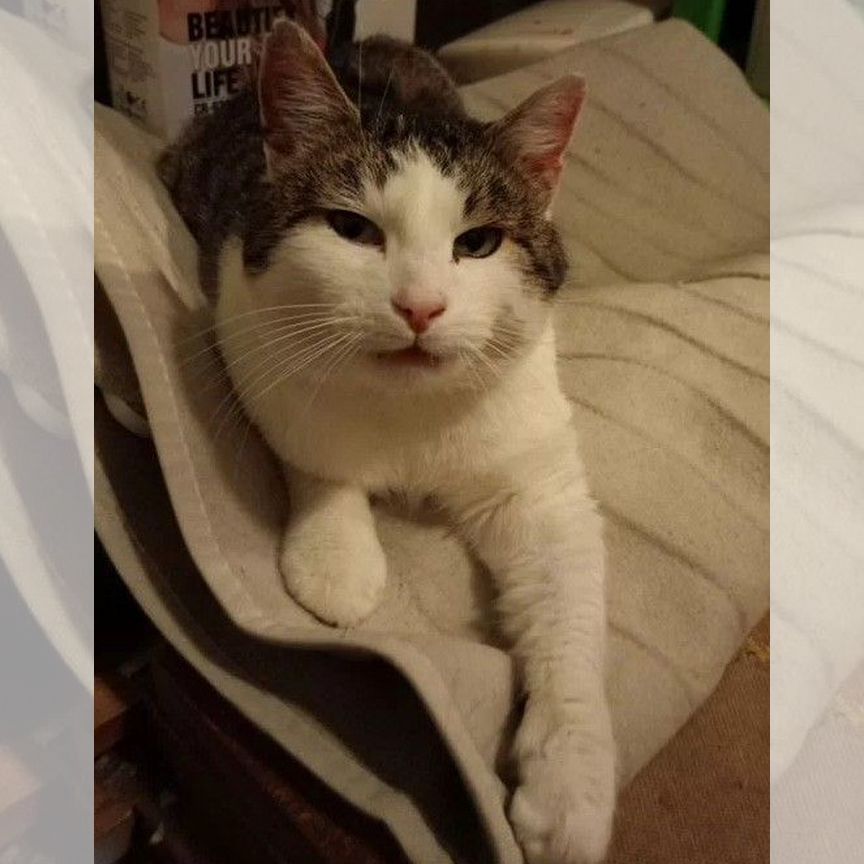 Взрослый кот в добрые руки