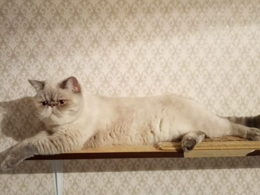 Кошка Маргока
