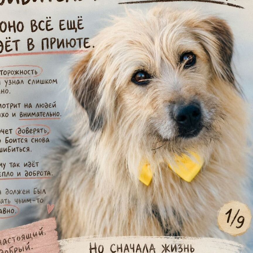 Взрослый пёс в добрые руки