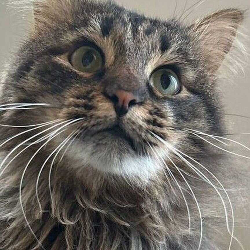 Кот