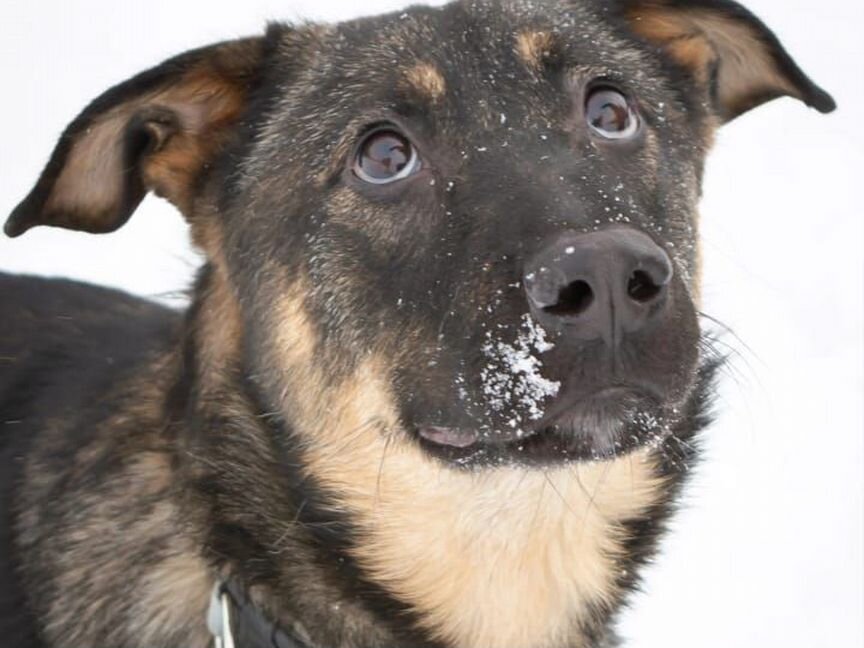 Замечательный щенок- подросток Дени