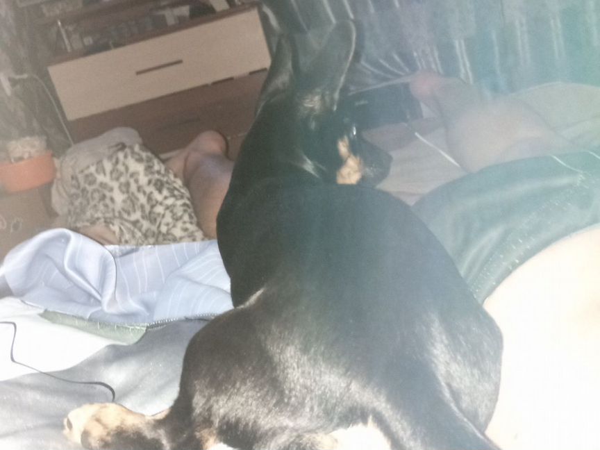 Маленькая породистая