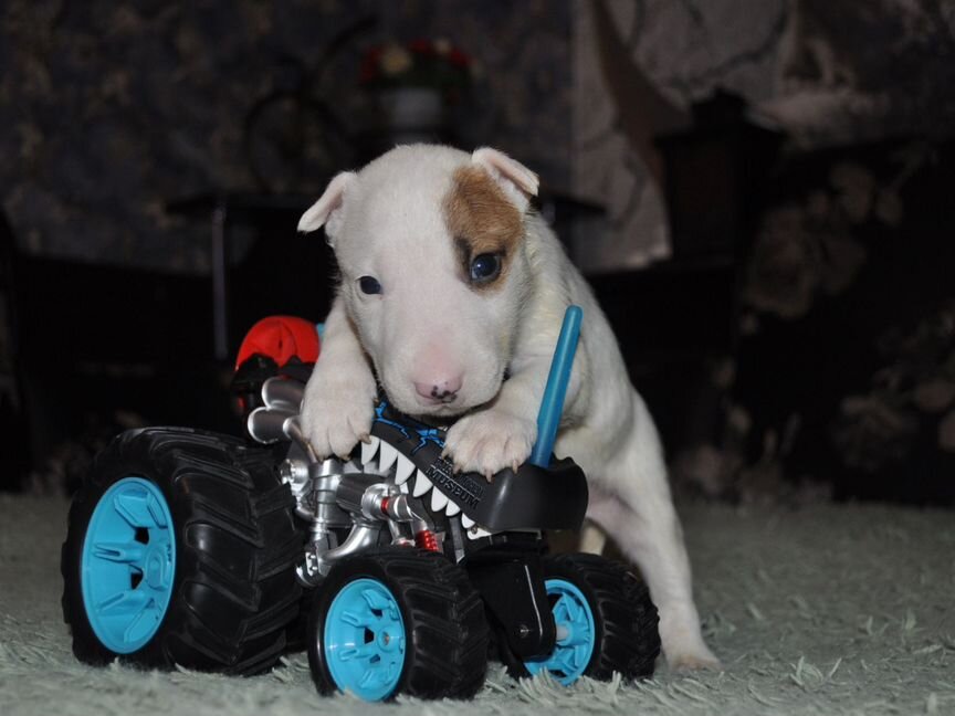 Щенки миниатюрного бультерьера