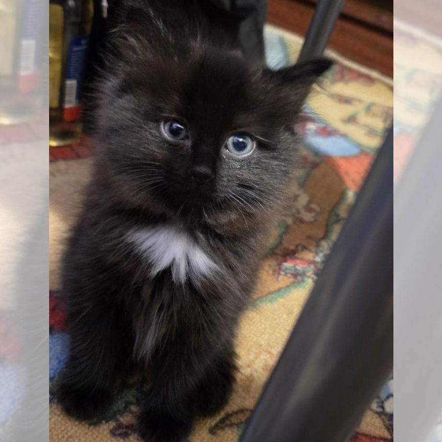 Котёнок в добрые руки