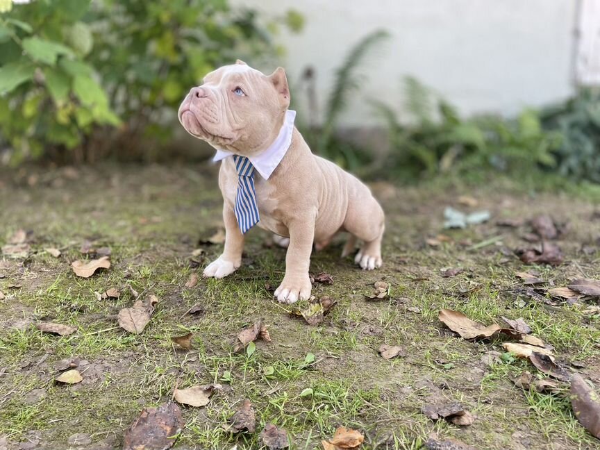 Мистер boss