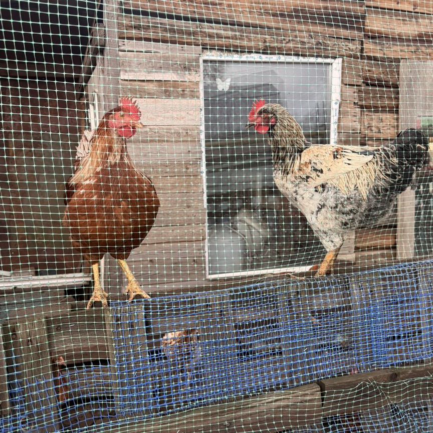 Куры петухи 4 месяца