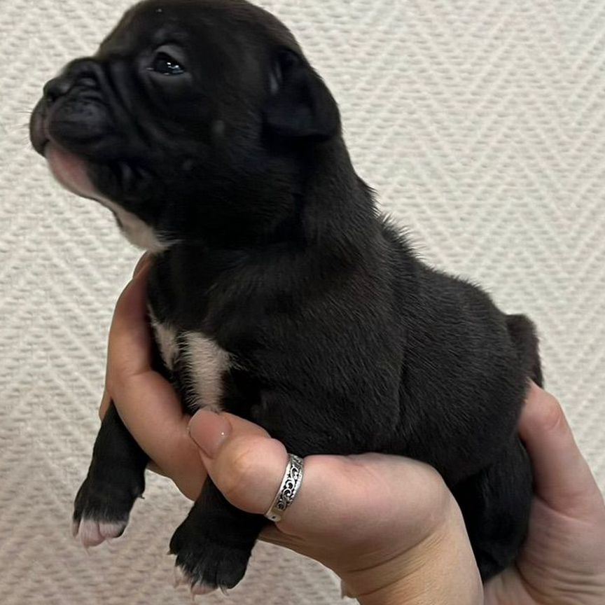 Американский булли покет