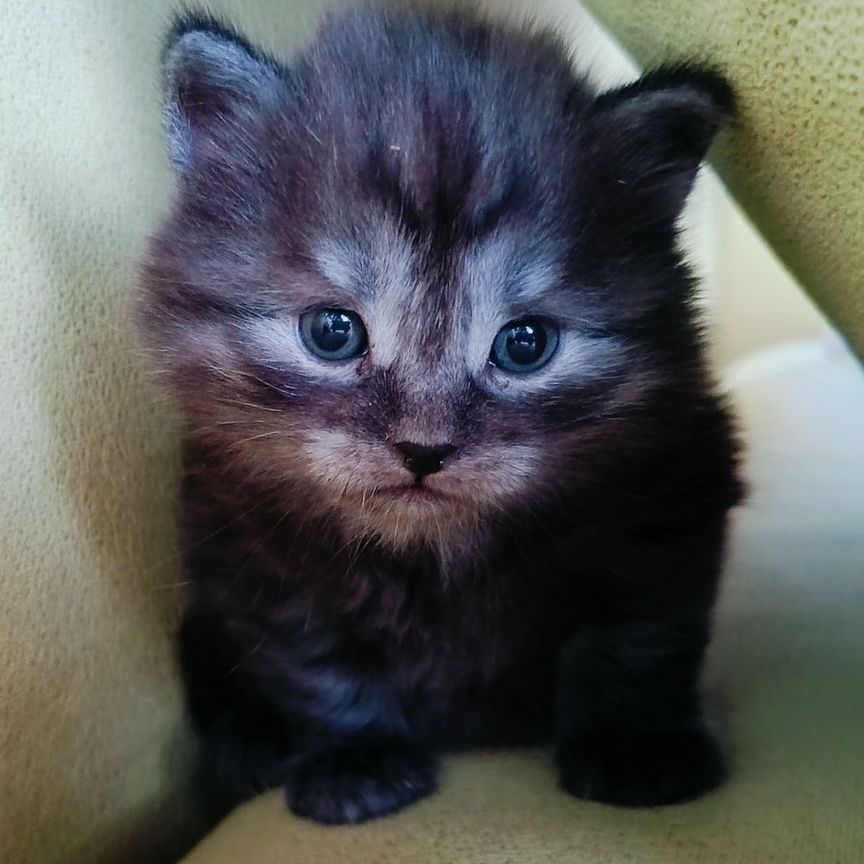 Котенок в добрые ручки