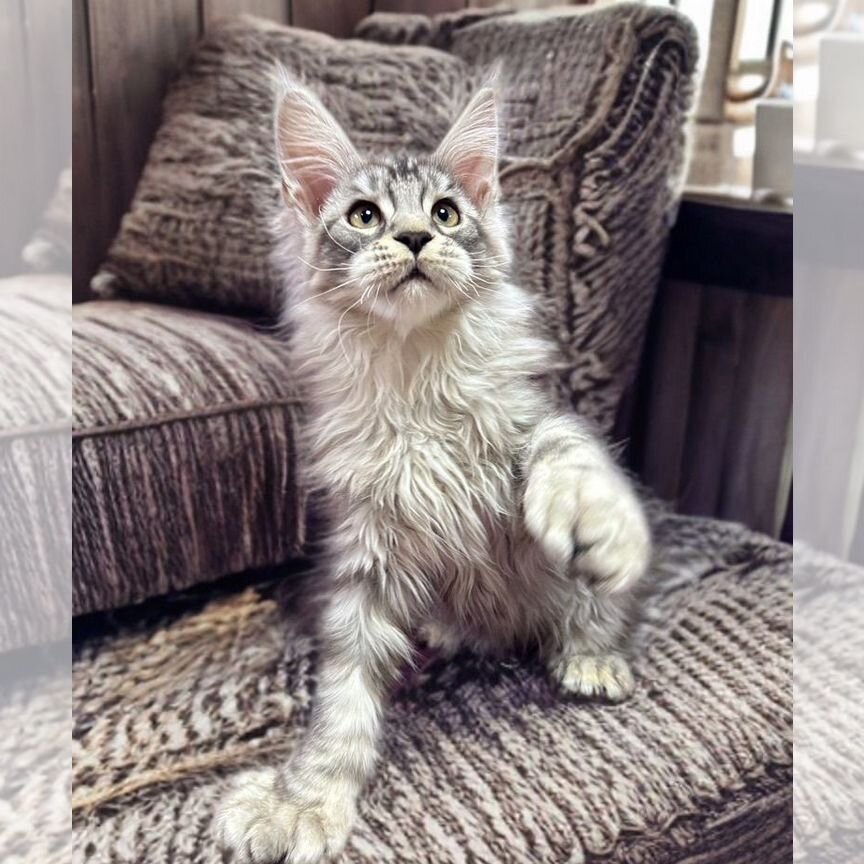 Мейн-кун котёнок