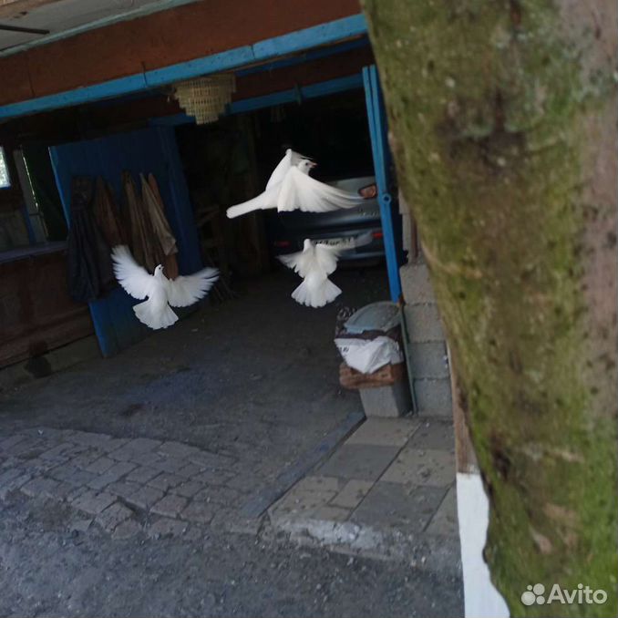 Голуби белые оптом и розница