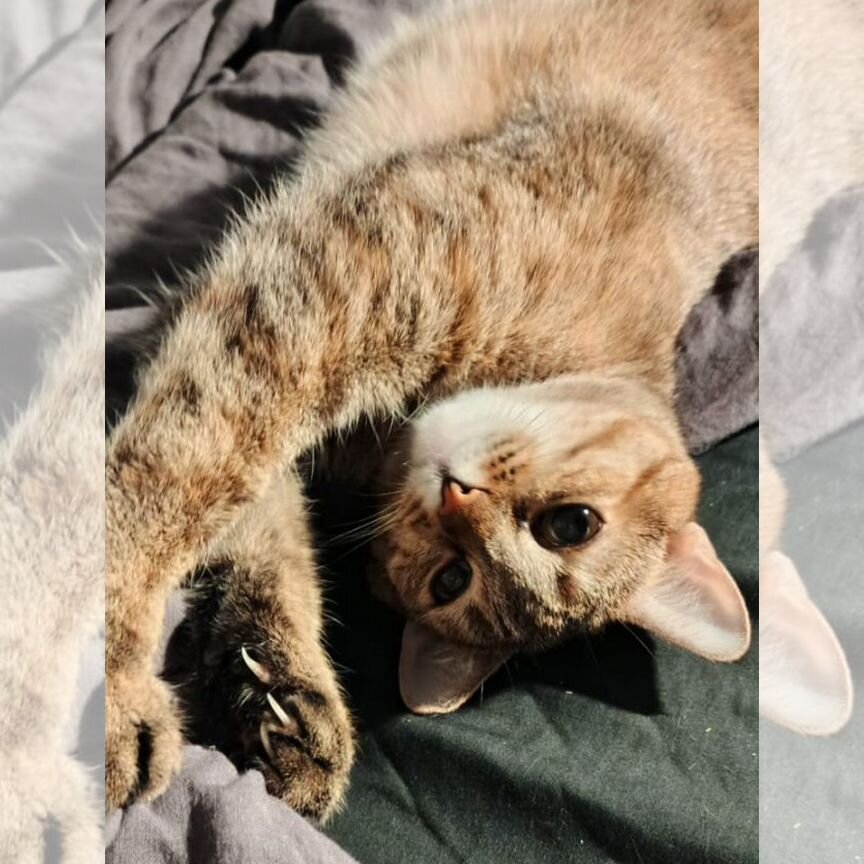 Взрослая кошка в добрые руки