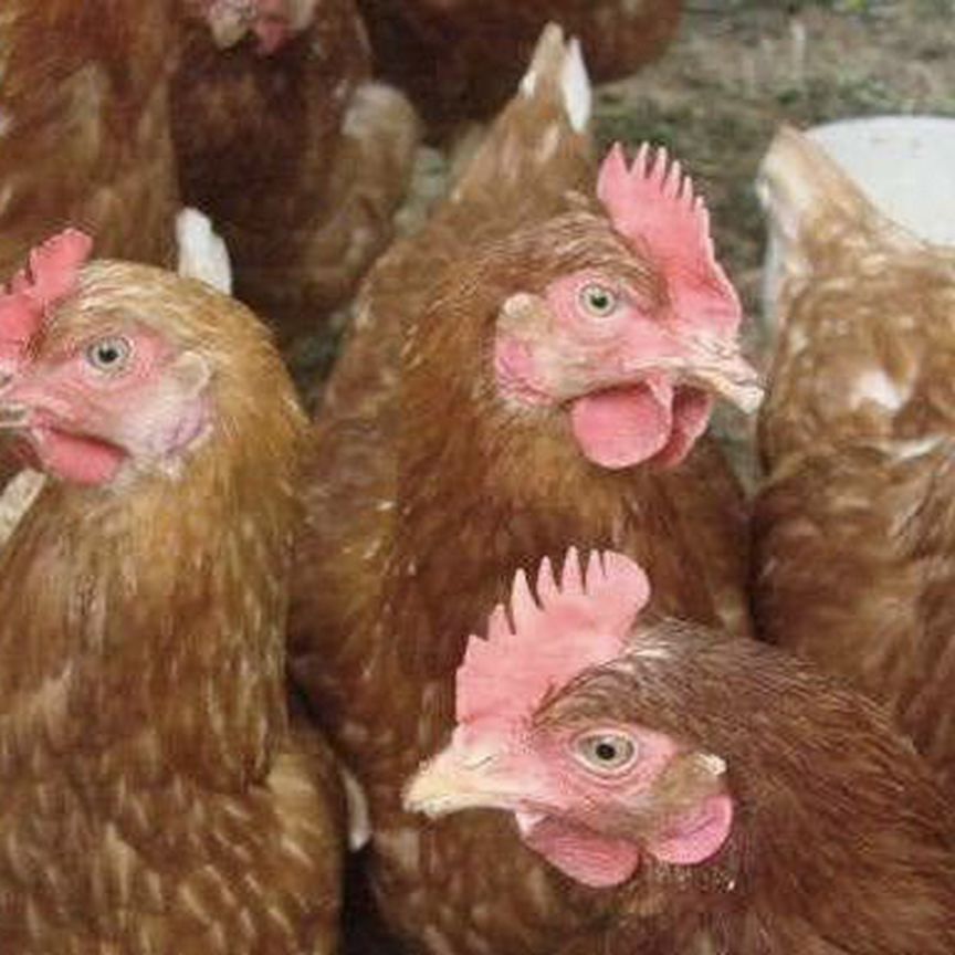 Курица несушка