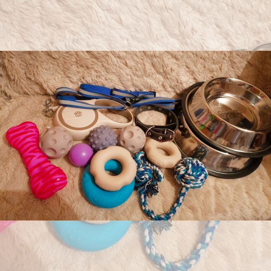Принадлежности для собак