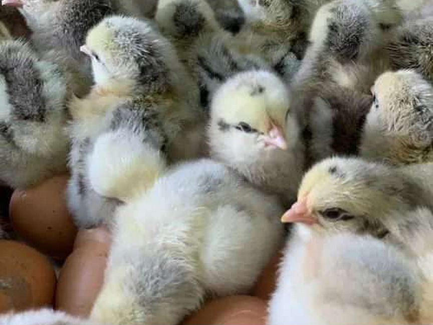 Цыплята Мастер Грей и Гриз Бар