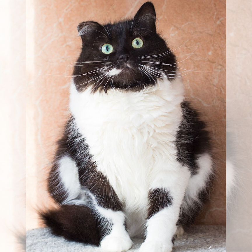 Взрослая, кошка в добрые руки