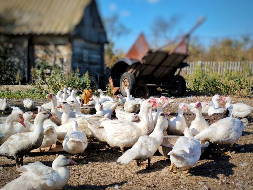 Мускусные утки тяжелые линии