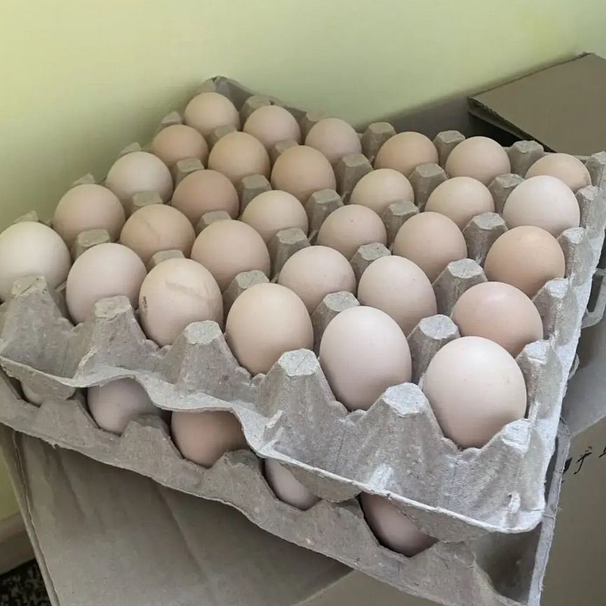 Яйцо куриное