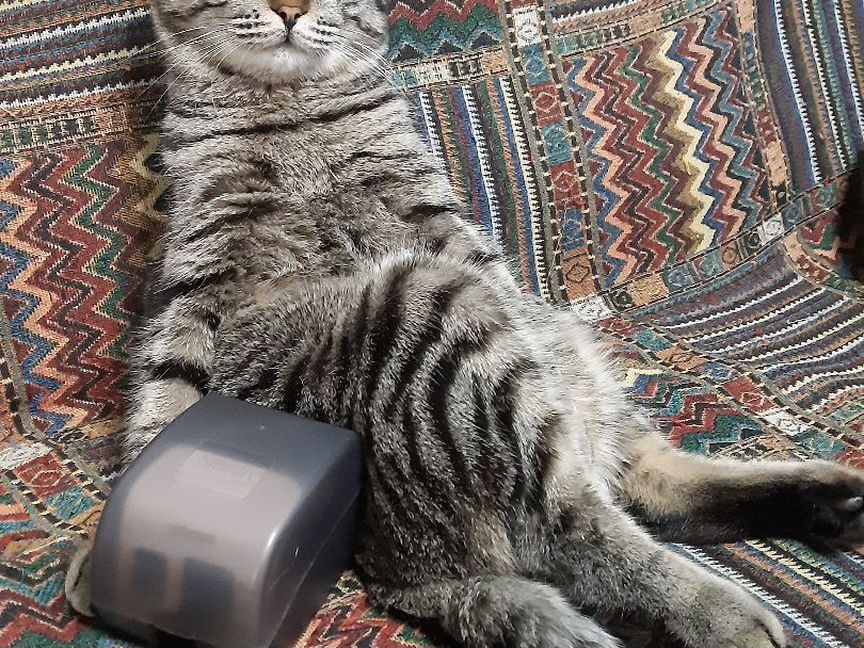 Утерян кот