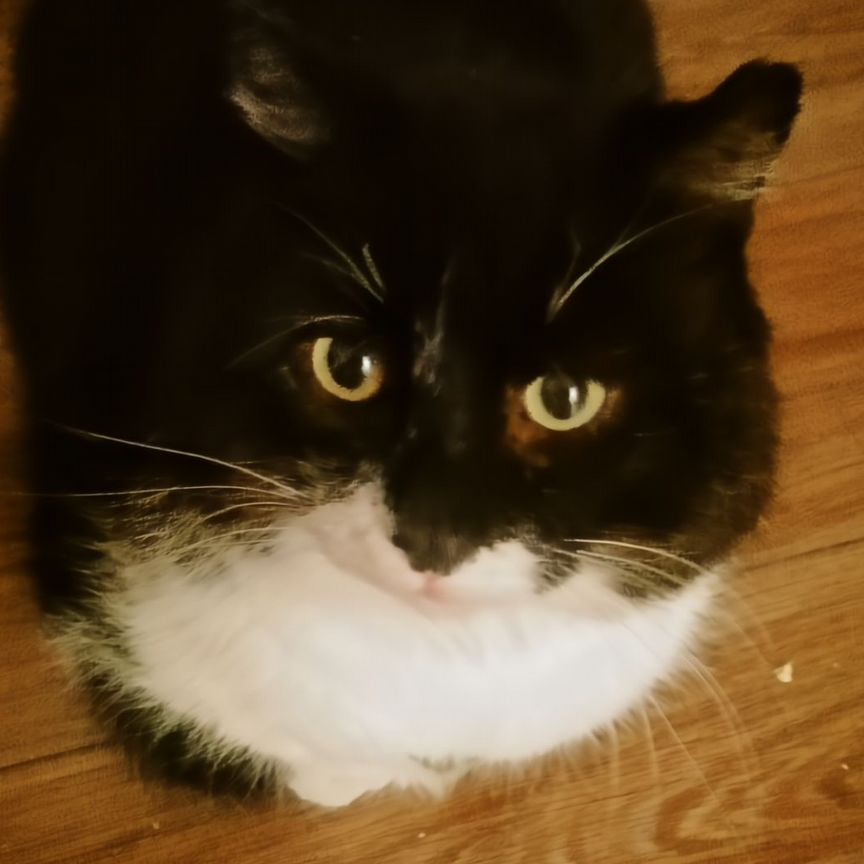 Взрослый кот в добрые руки